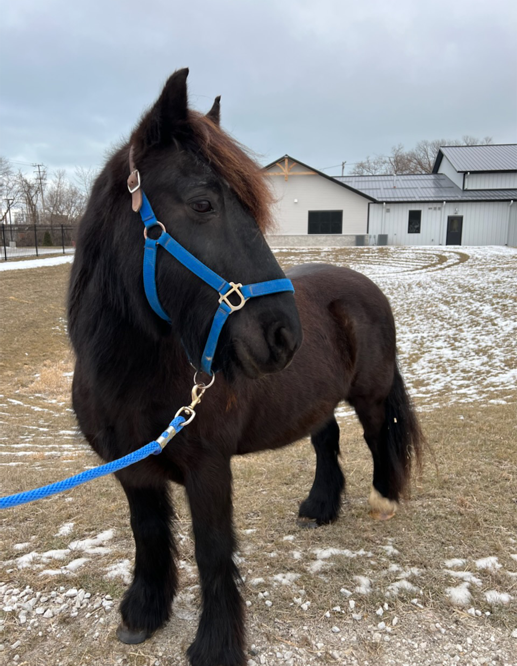 About Us - MKE Urban Stables